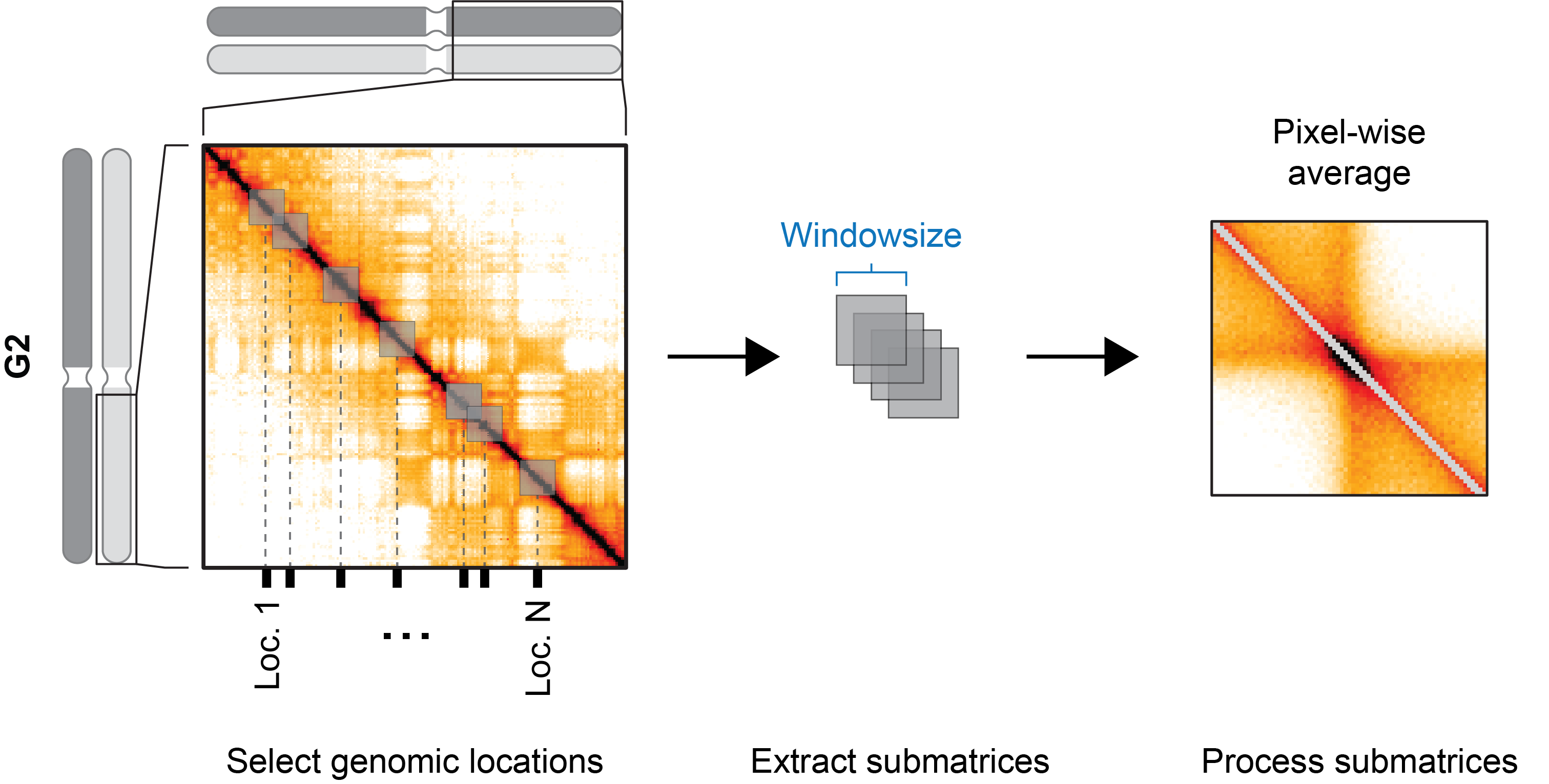 2D-average :: HiCognition